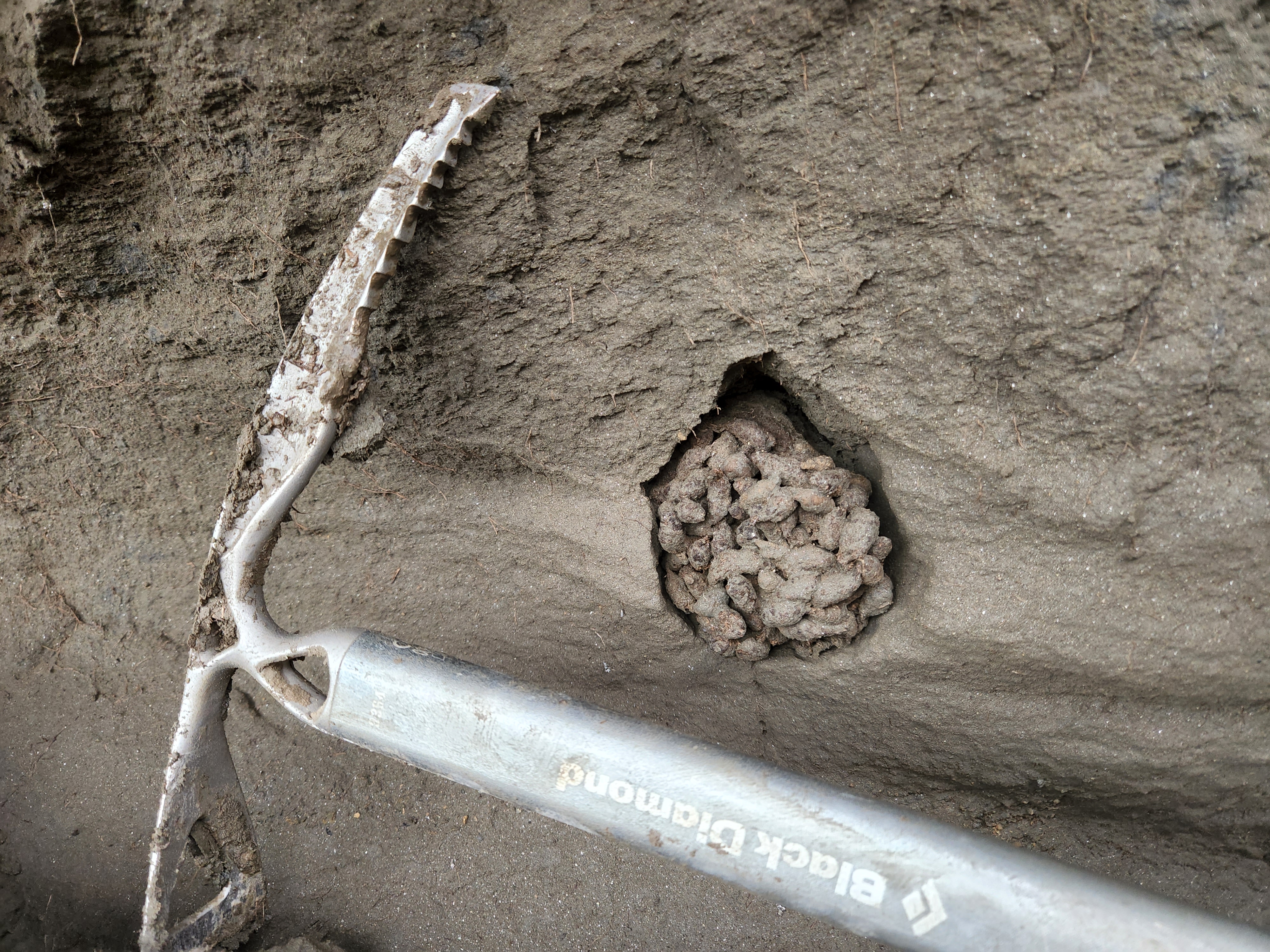 Ancient squirrel feces offer ‘time capsule’ of environment thousands of ...