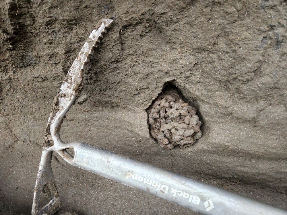 Ancient squirrel feces offer ‘time capsule’ of environment thousands of ...