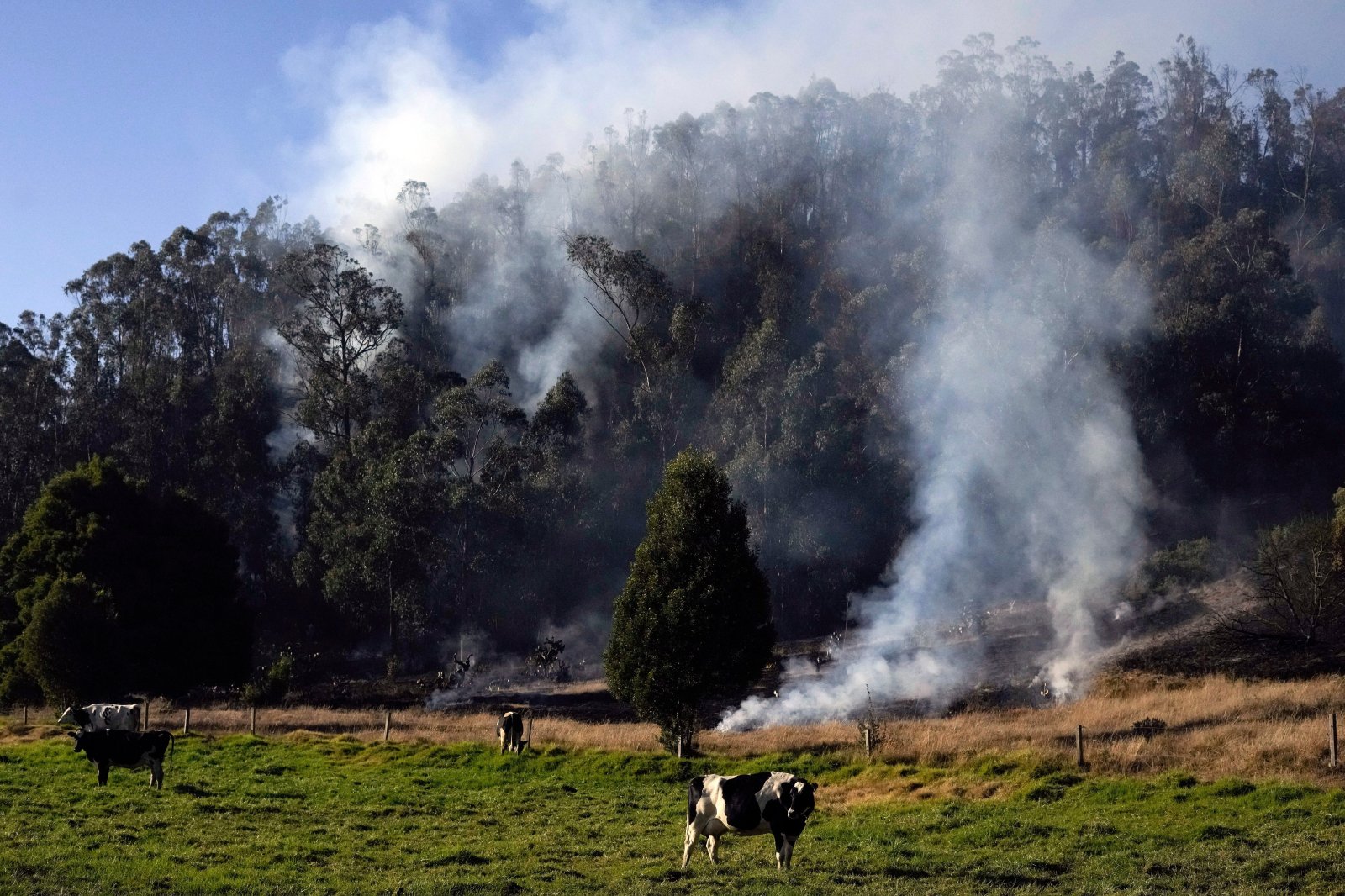 Colombia passes law to track cattle and keep deforestation-linked beef ...