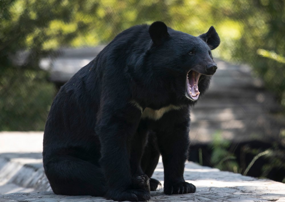 Conservation officers in B.C. remove metal stove pipe stuck on bear’s ...