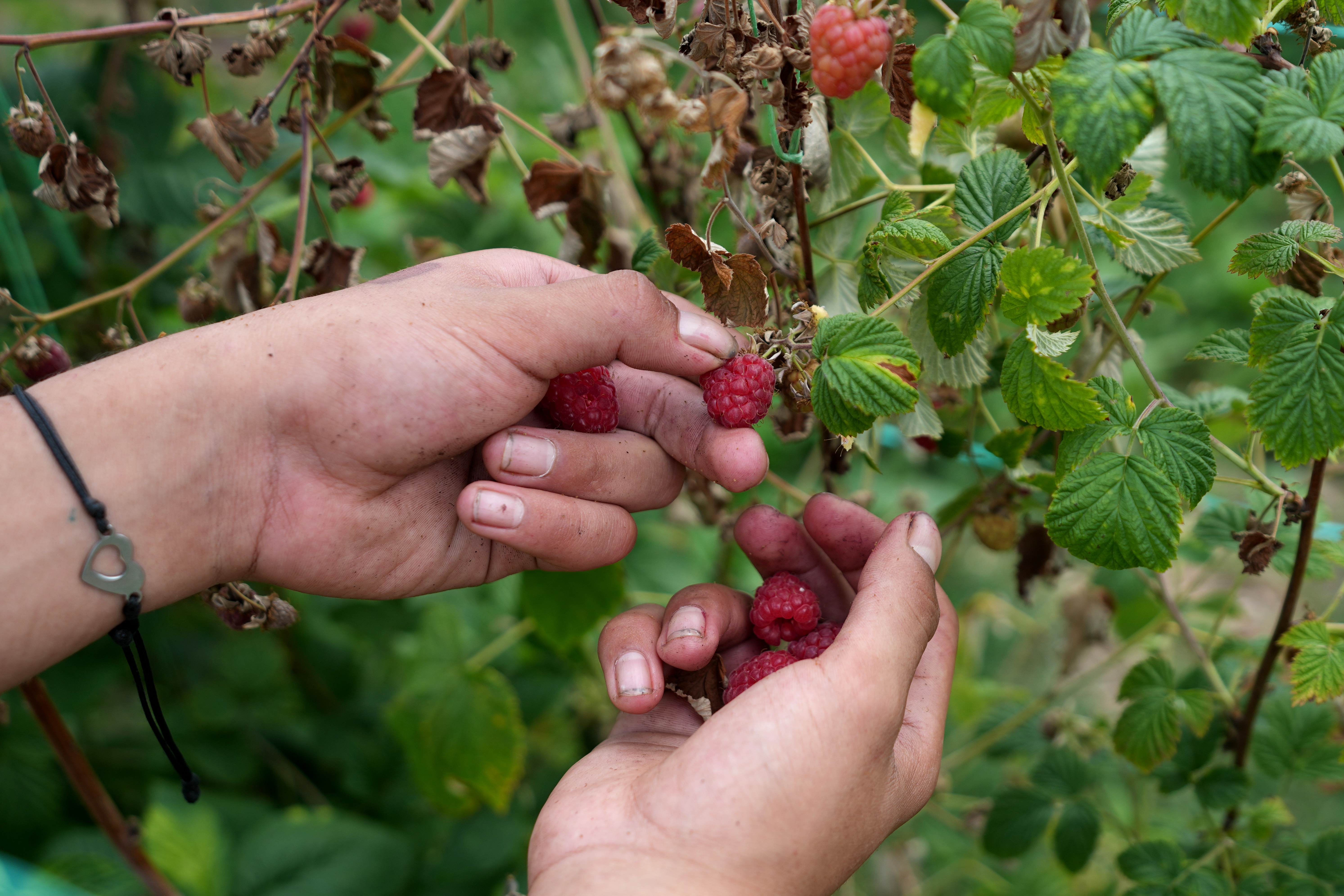 A Serbian town is known for raspberries that are exported around the ...
